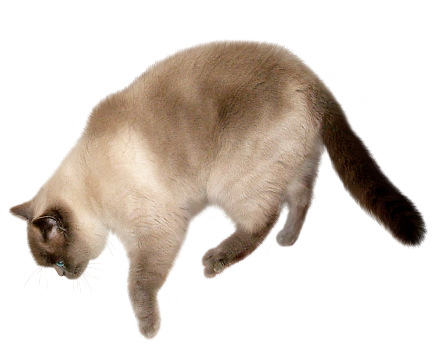 Feline Feline Animals